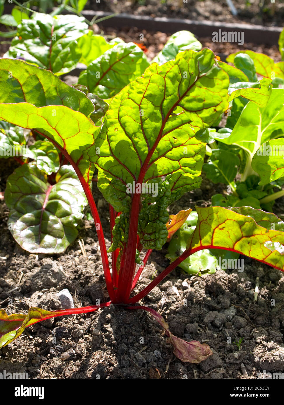 Plant Red Chard growing at Harlow Carr Gardens Stock Photo - Alamy