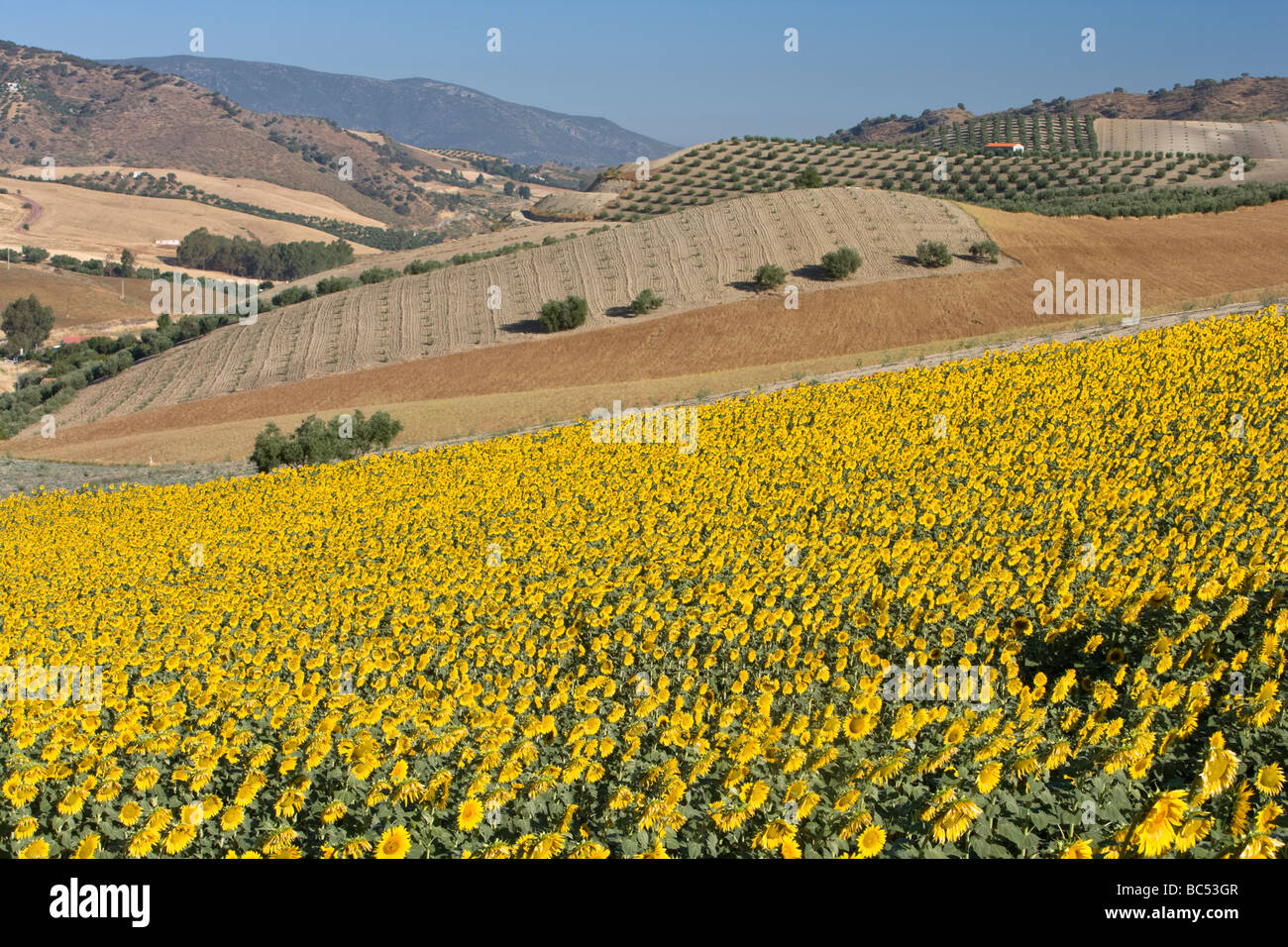 Fields of cultivated sunflowers nr Los Villalones in the Province of ...