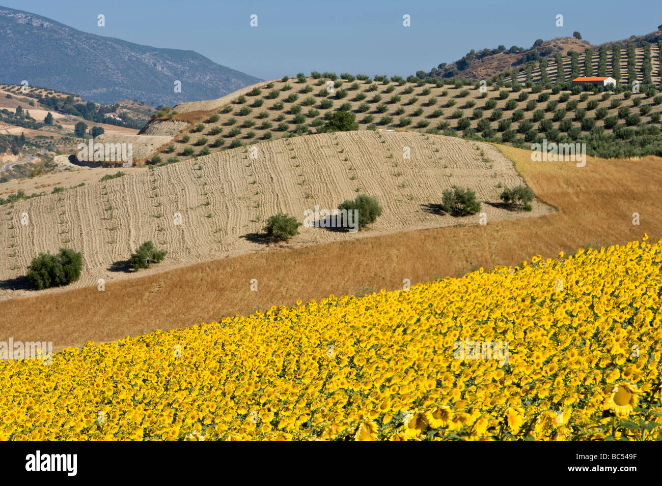 Fields of cultivated sunflowers nr Los Villalones in the Province of ...