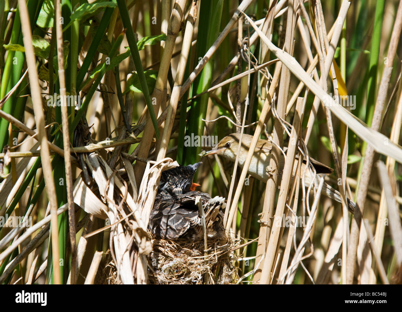 Reed warbler feeding cuckoo hi-res stock photography and images - Alamy
