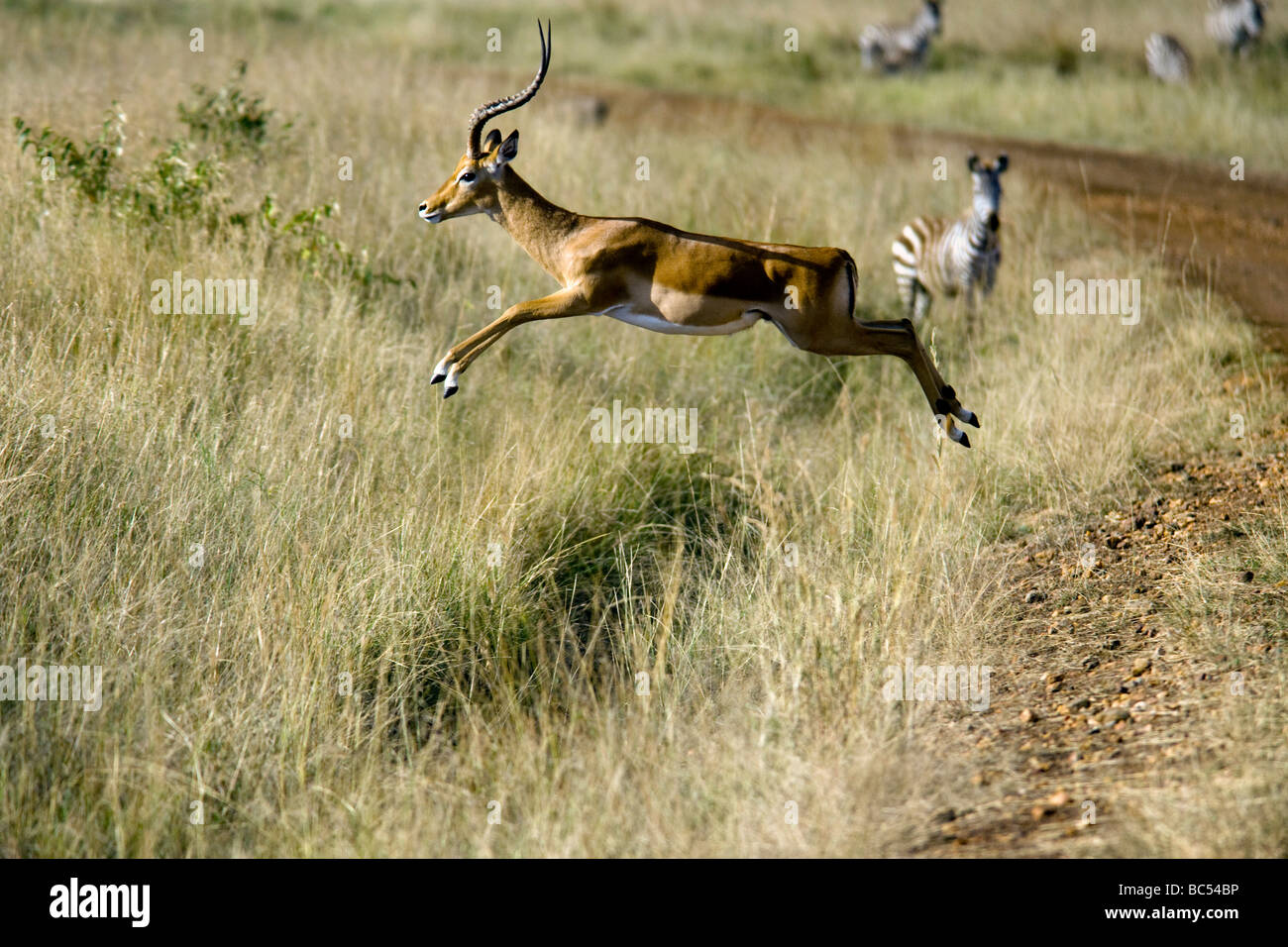 Antelope jumping hi-res stock photography and images - Alamy