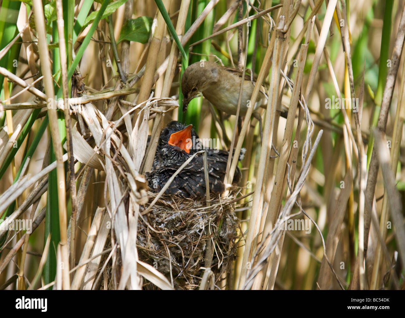 Reed warbler cuckoo nest hi-res stock photography and images - Alamy
