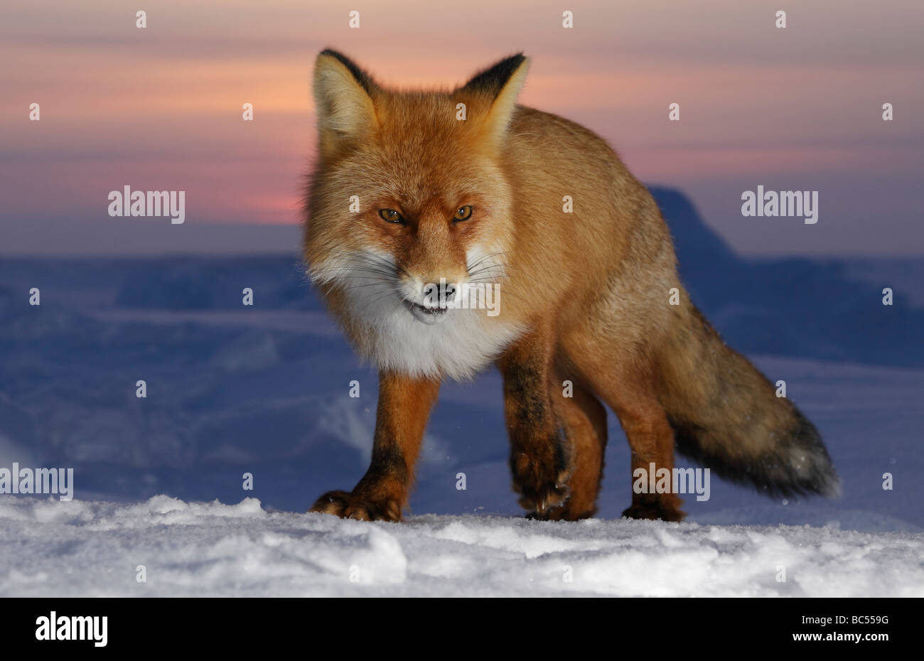 Red fox hunt arctic fox hi-res stock photography and images - Alamy