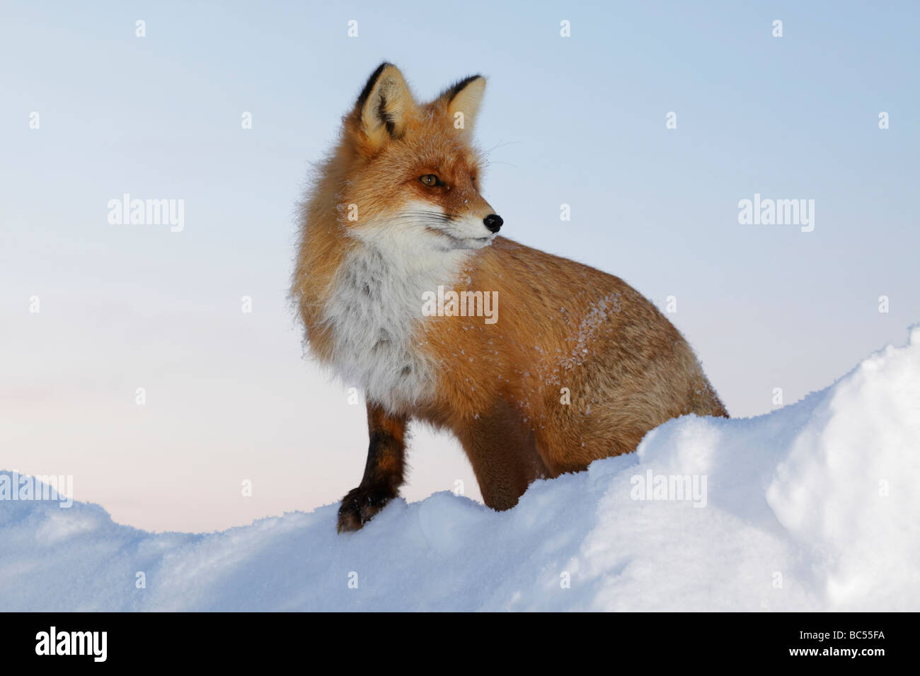 Red fox in the twilight . Arctic, Kolguev Island, Barents Sea, Russia ...