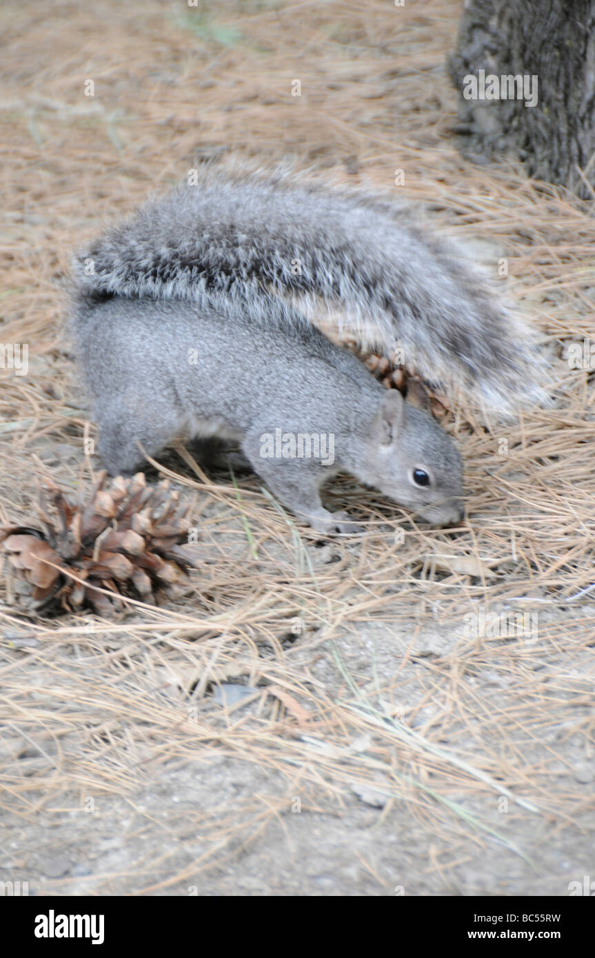Gray Squirrel Searching for Food Stock Photo - Alamy