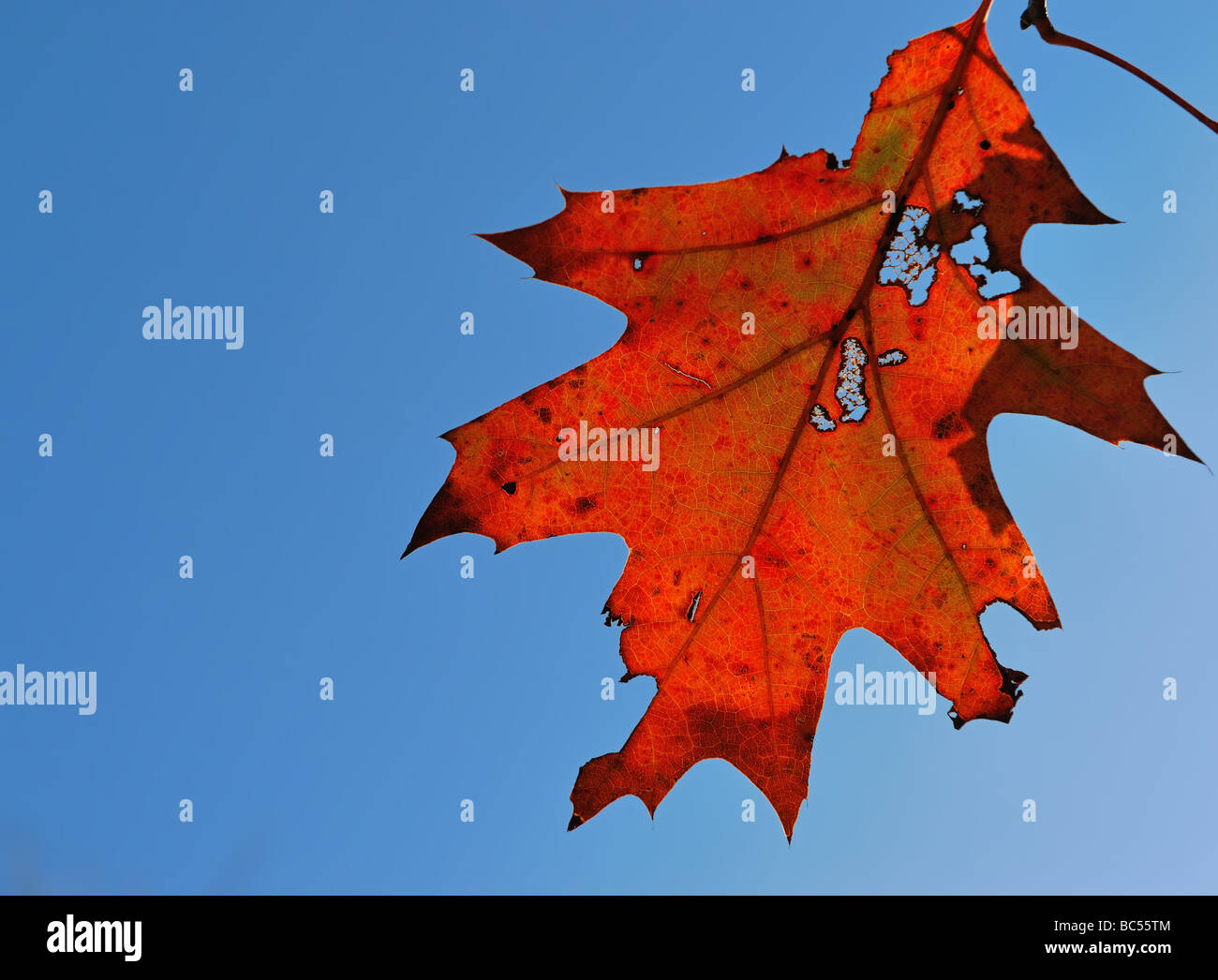 The rich color of oak leaves, turned red in the fall, shine brightly ...