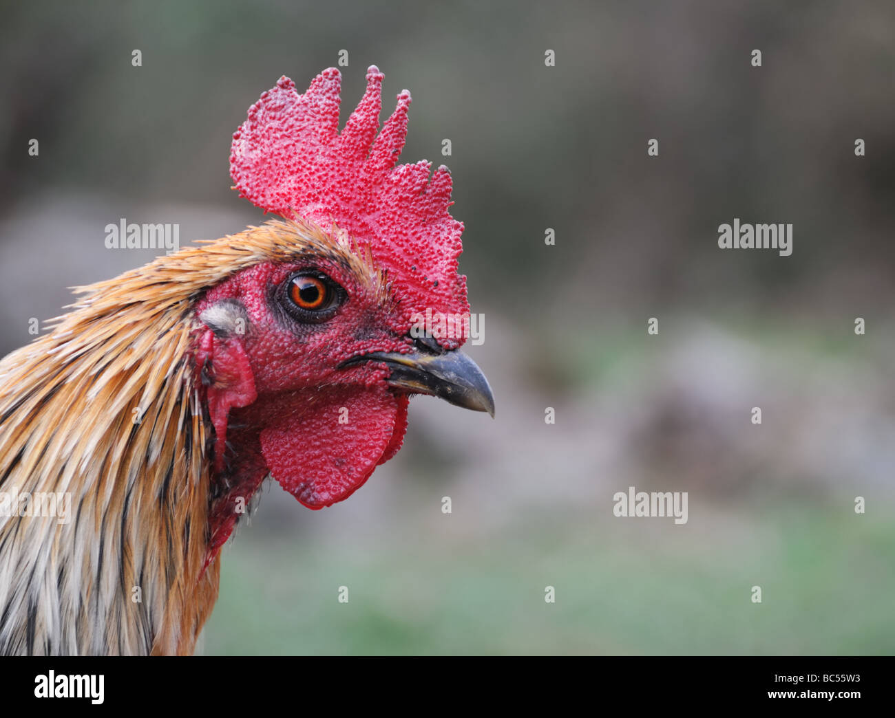 A rooster prepares to defend his territory, puffing up his neck ...