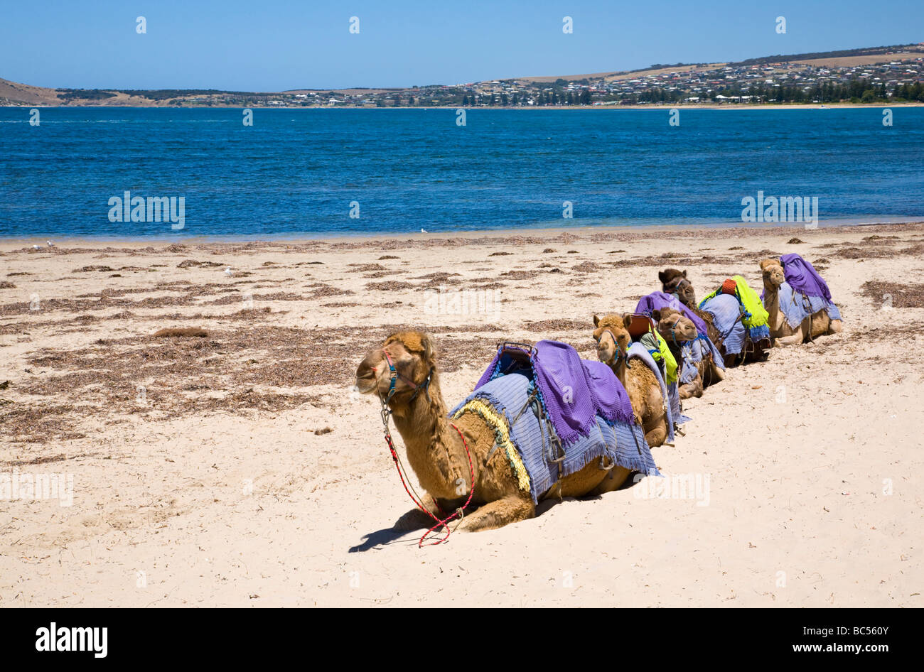 Camels on the beach at Victor Harbour South Australia Stock Photo - Alamy