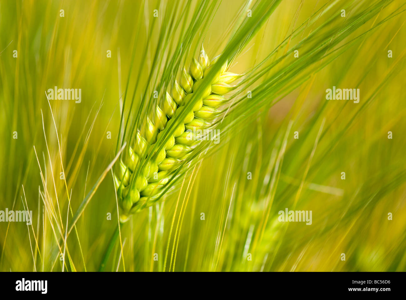 Barley Hordeum vulgare Stock Photo - Alamy