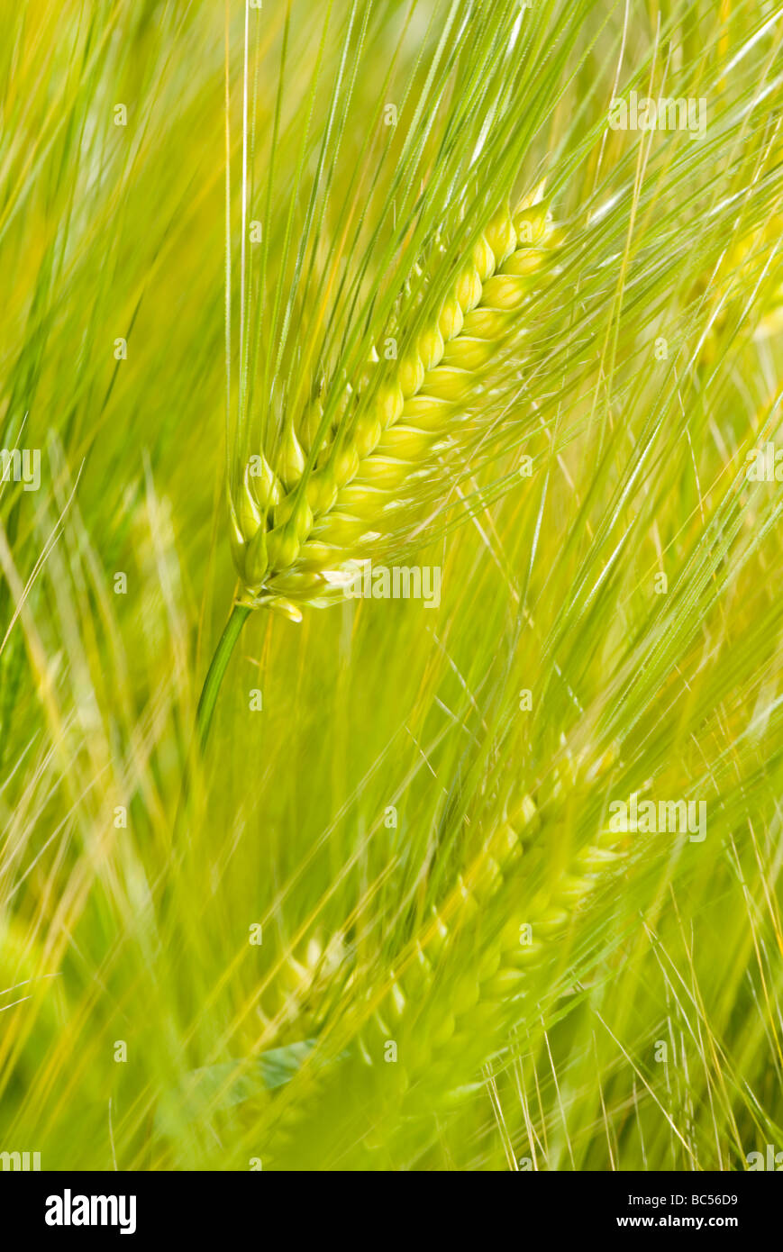 Barley Hordeum vulgare Stock Photo - Alamy