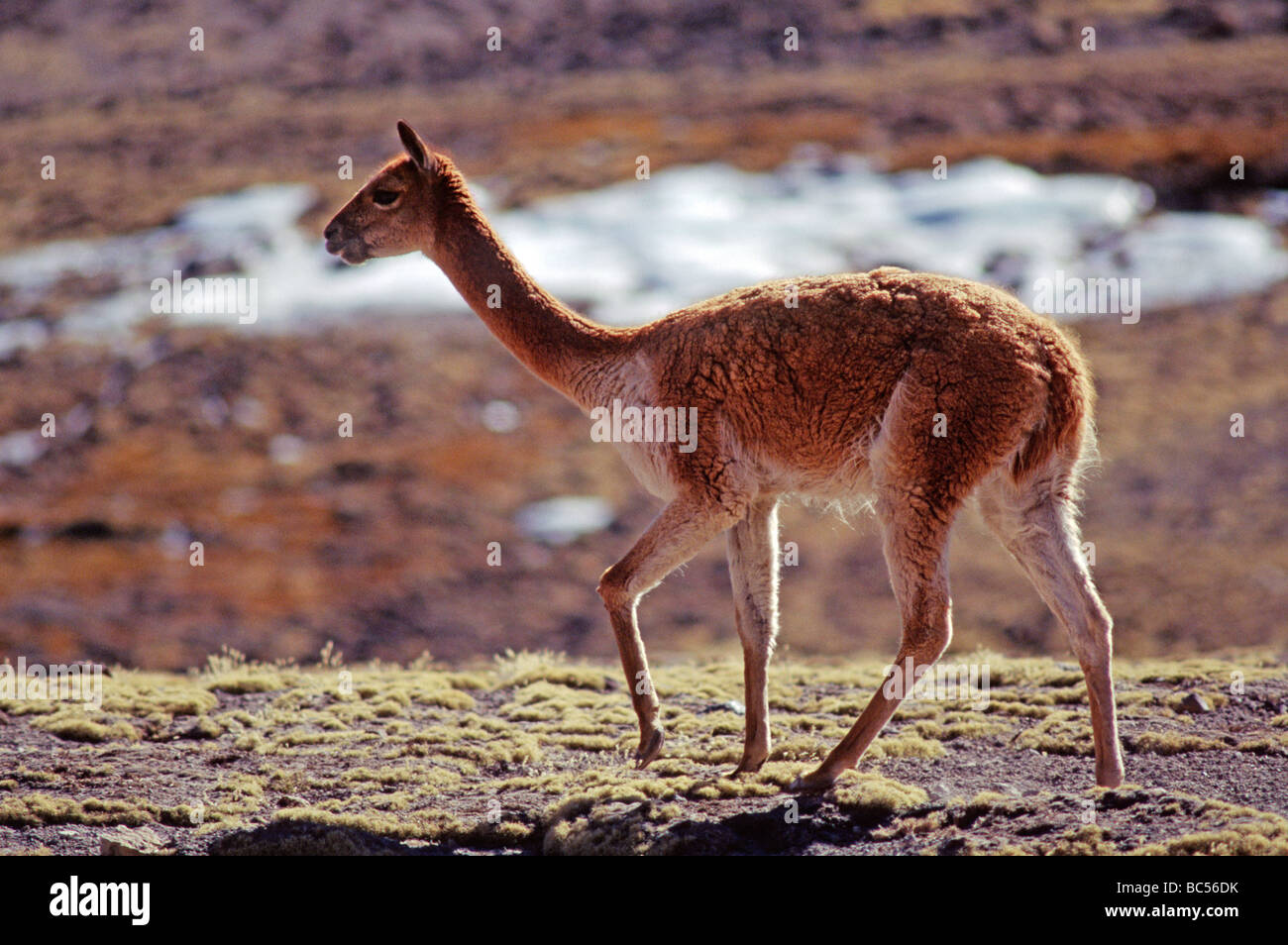 The endangered VICUNA is making a remarkable come back on the high ...