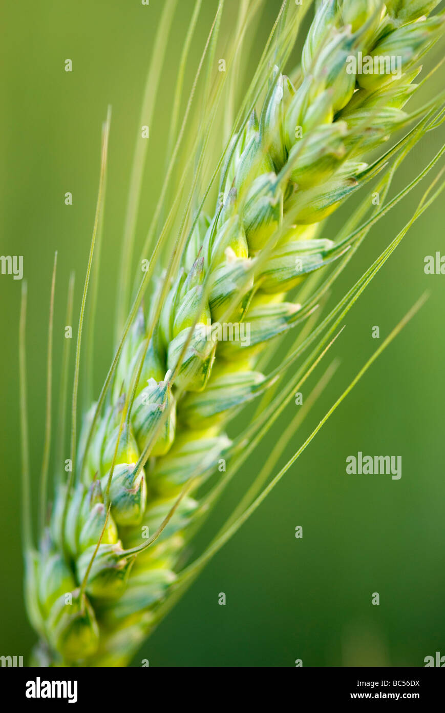 Triticum spp hi-res stock photography and images - Alamy