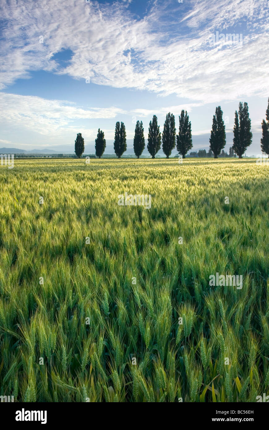 Fields of wheat with poplar trees Skagit Valley Washington USA Stock ...