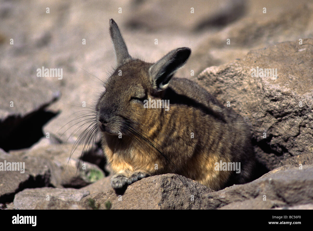 A fat furry VIZCACHA Chinchilla relative calls the high altitude ...