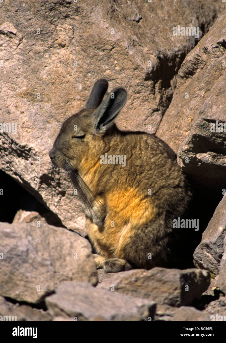 A fat furry VIZCACHA Chinchilla relative calls the high altitude ...