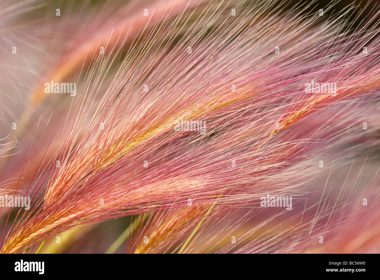 Foxtail barley Hordeum jubatum L Stock Photo - Alamy
