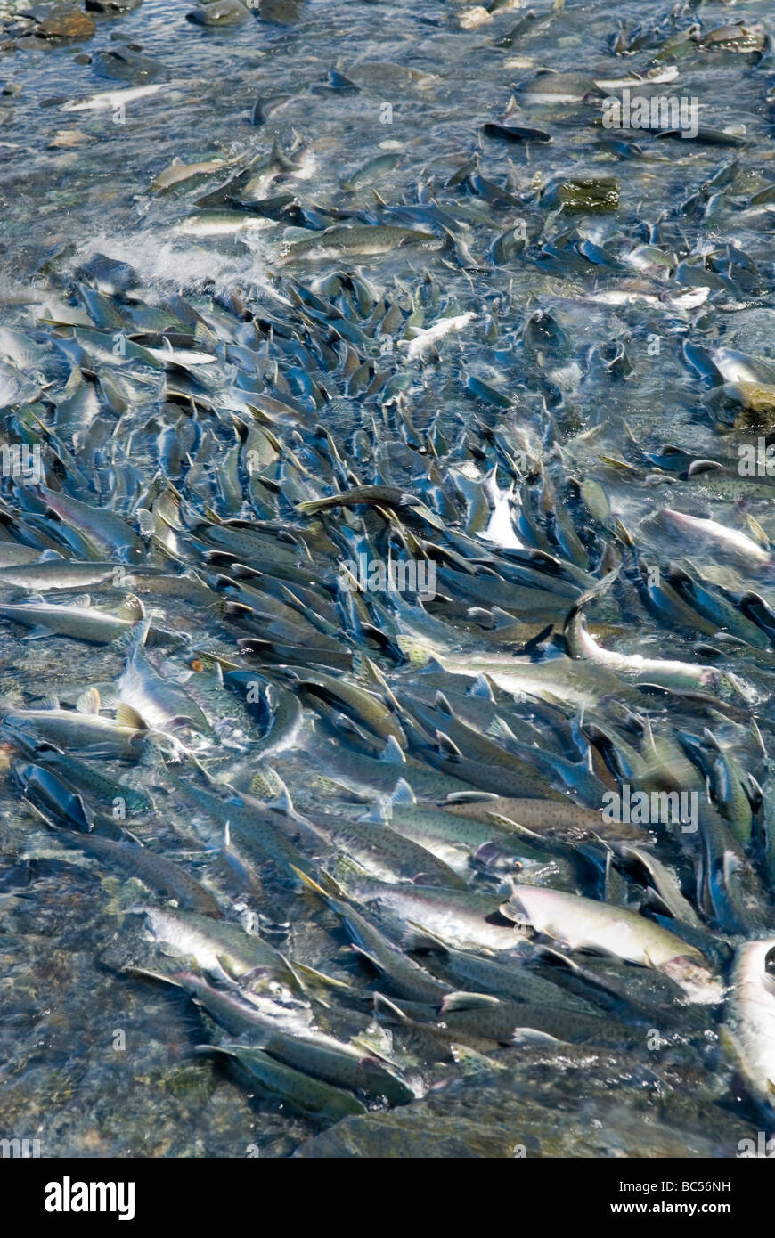 Spawning salmon attempting to move upstream near Solomon Gulch fish ...