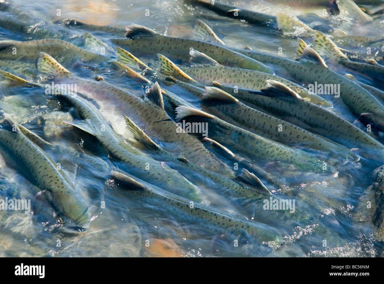 Spawning salmon attempting to move upstream near Solomon Gulch fish ...