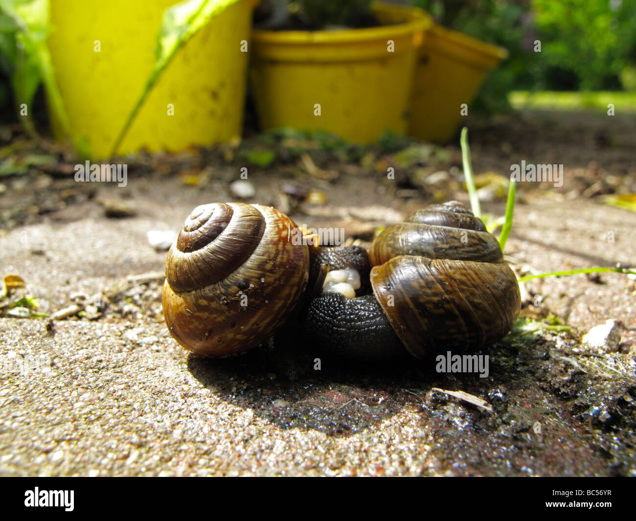 Snails mating hi-res stock photography and images - Alamy