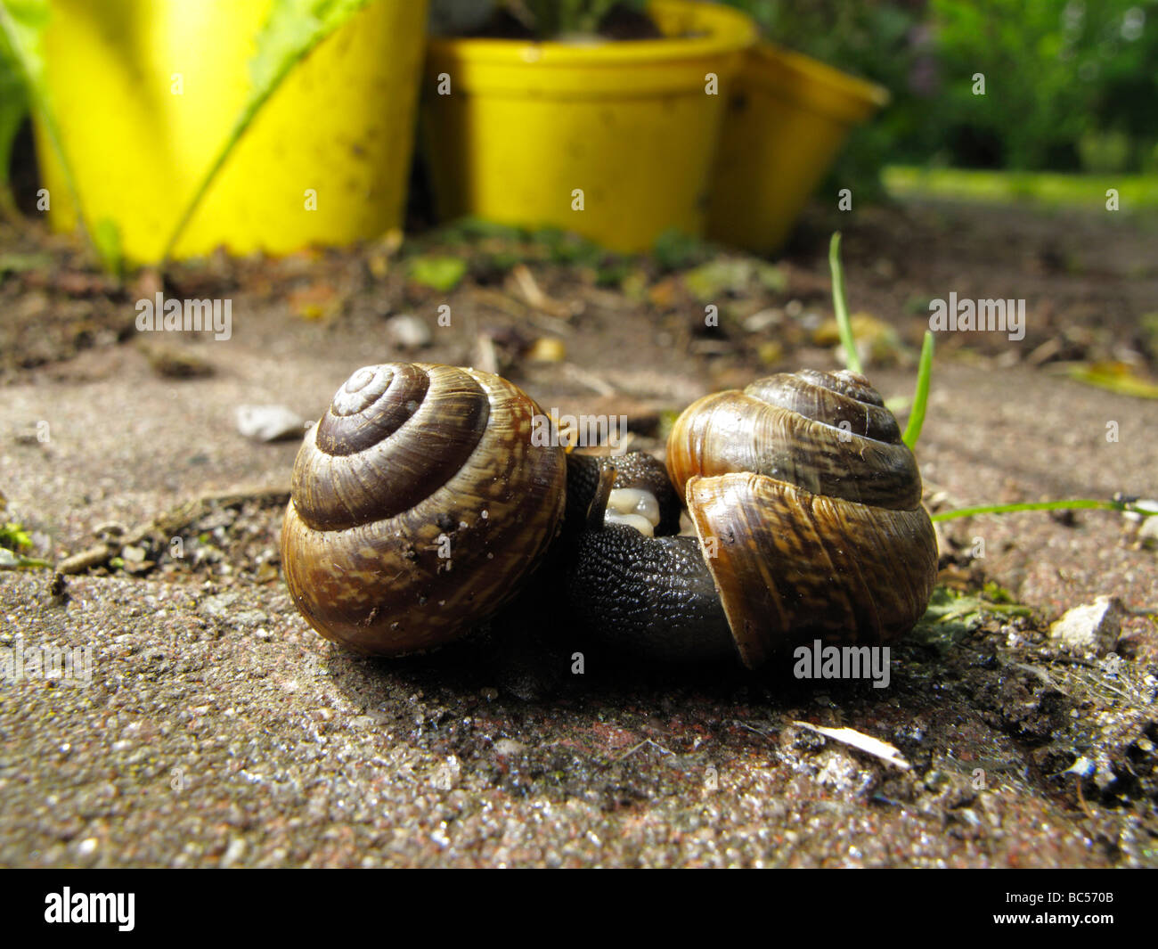 Snails mating hi-res stock photography and images - Alamy