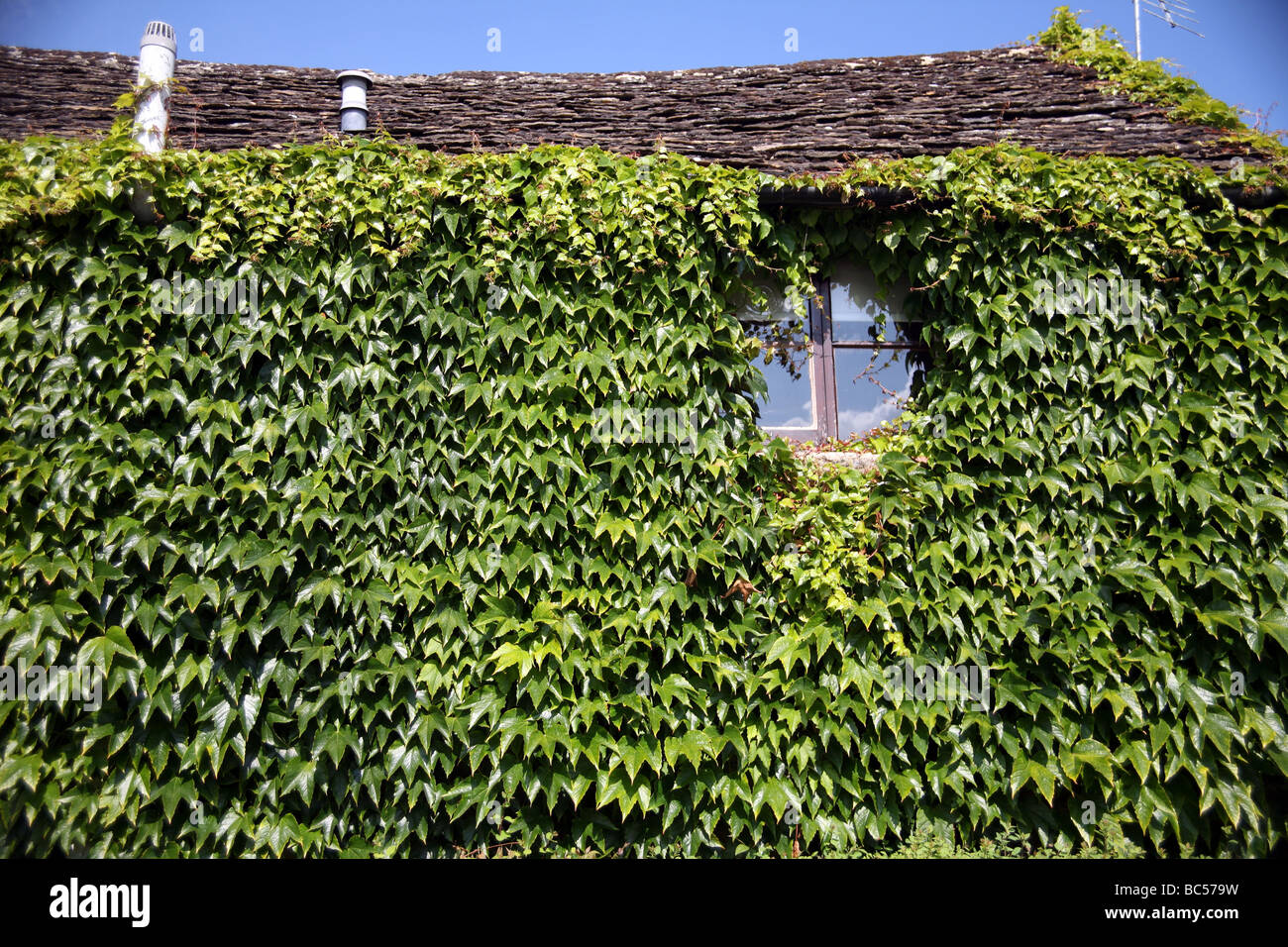 Vine covered building hi-res stock photography and images - Alamy