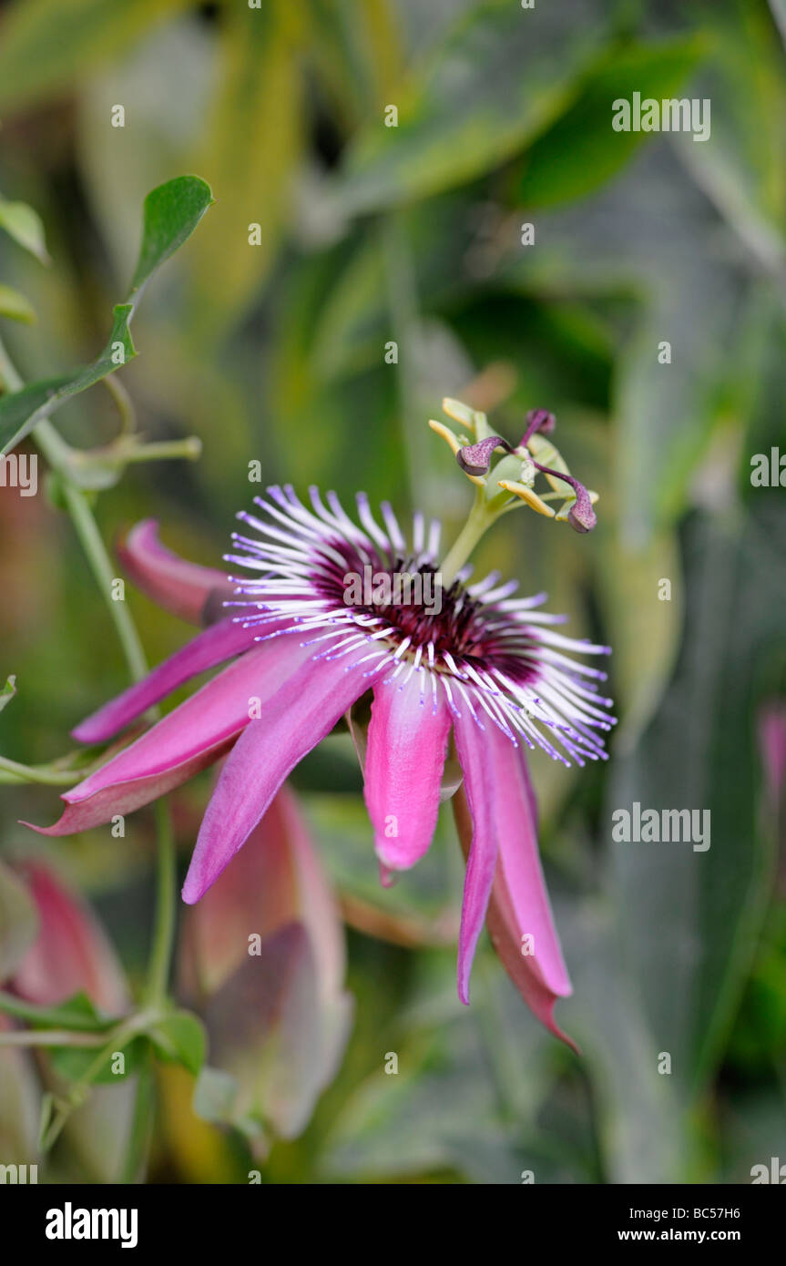 Passion Flower Passiflora x rosacea P caerulea x racemosa Stock Photo ...