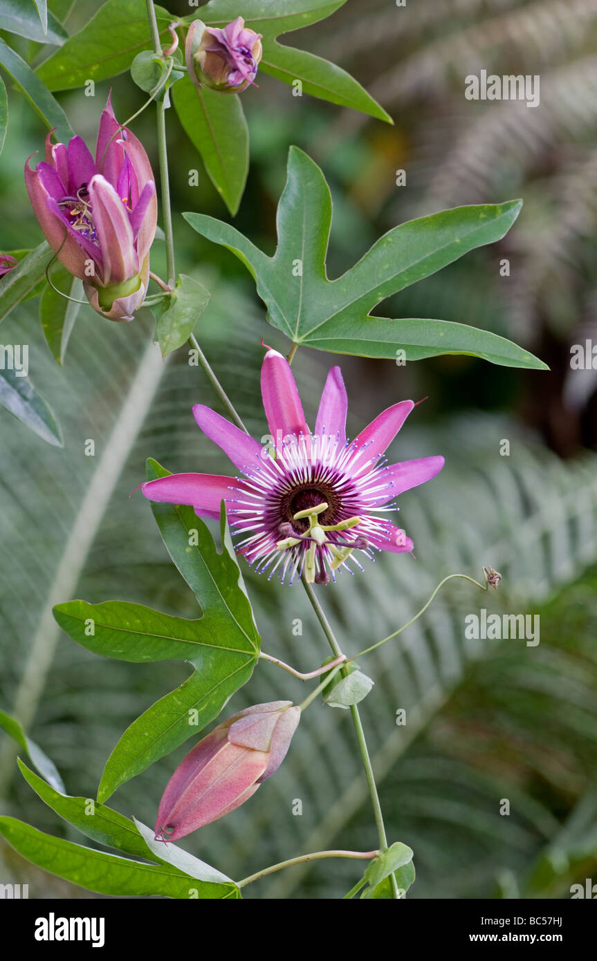 Passion Flower Passiflora x rosacea P caerulea x racemosa Stock Photo ...