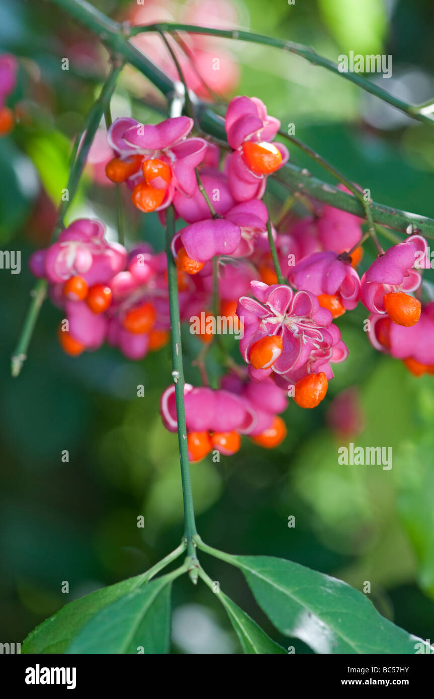 Spindle tree hi-res stock photography and images - Alamy