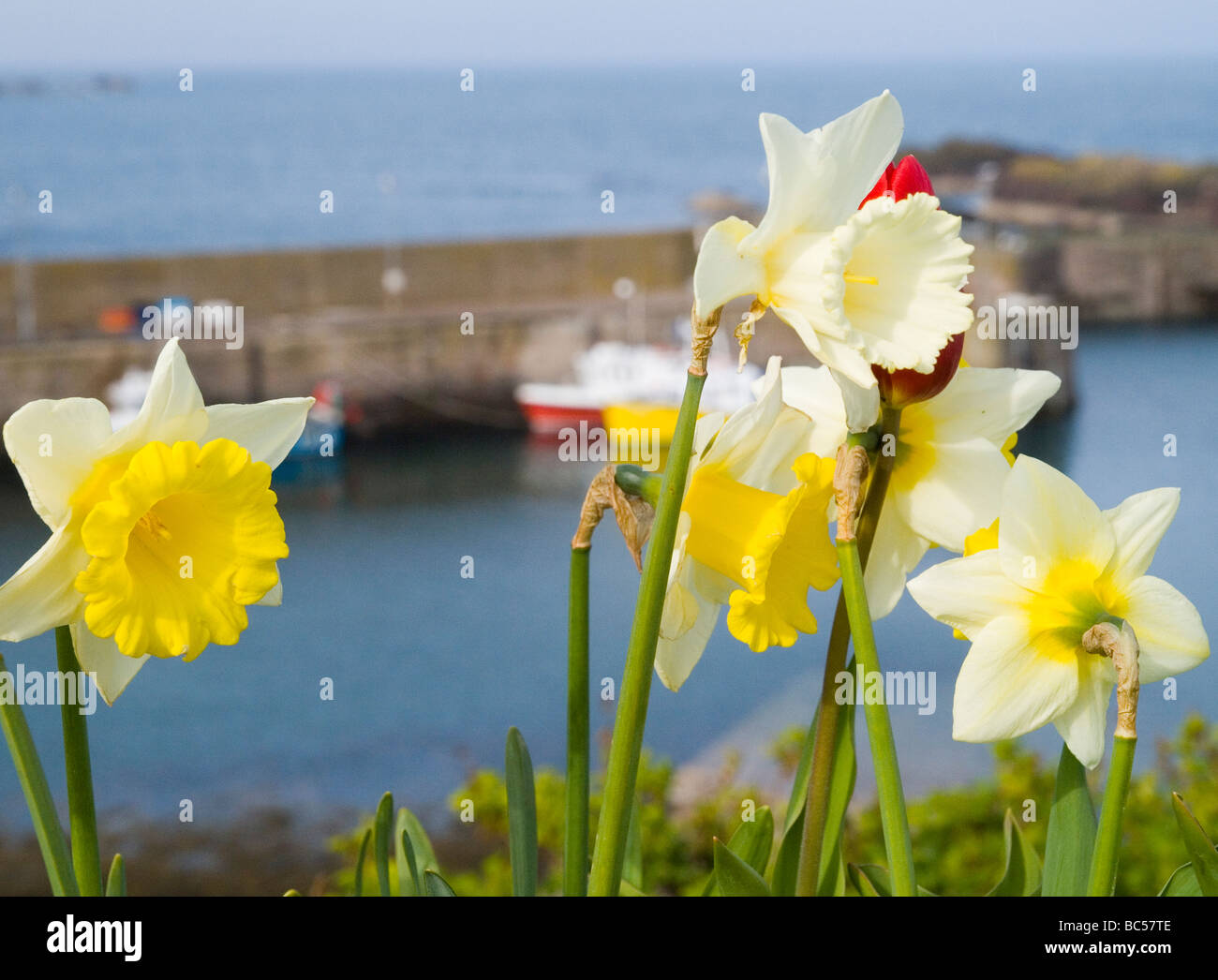 Bright spring daffodils against the backdrop of the harbour in the ...