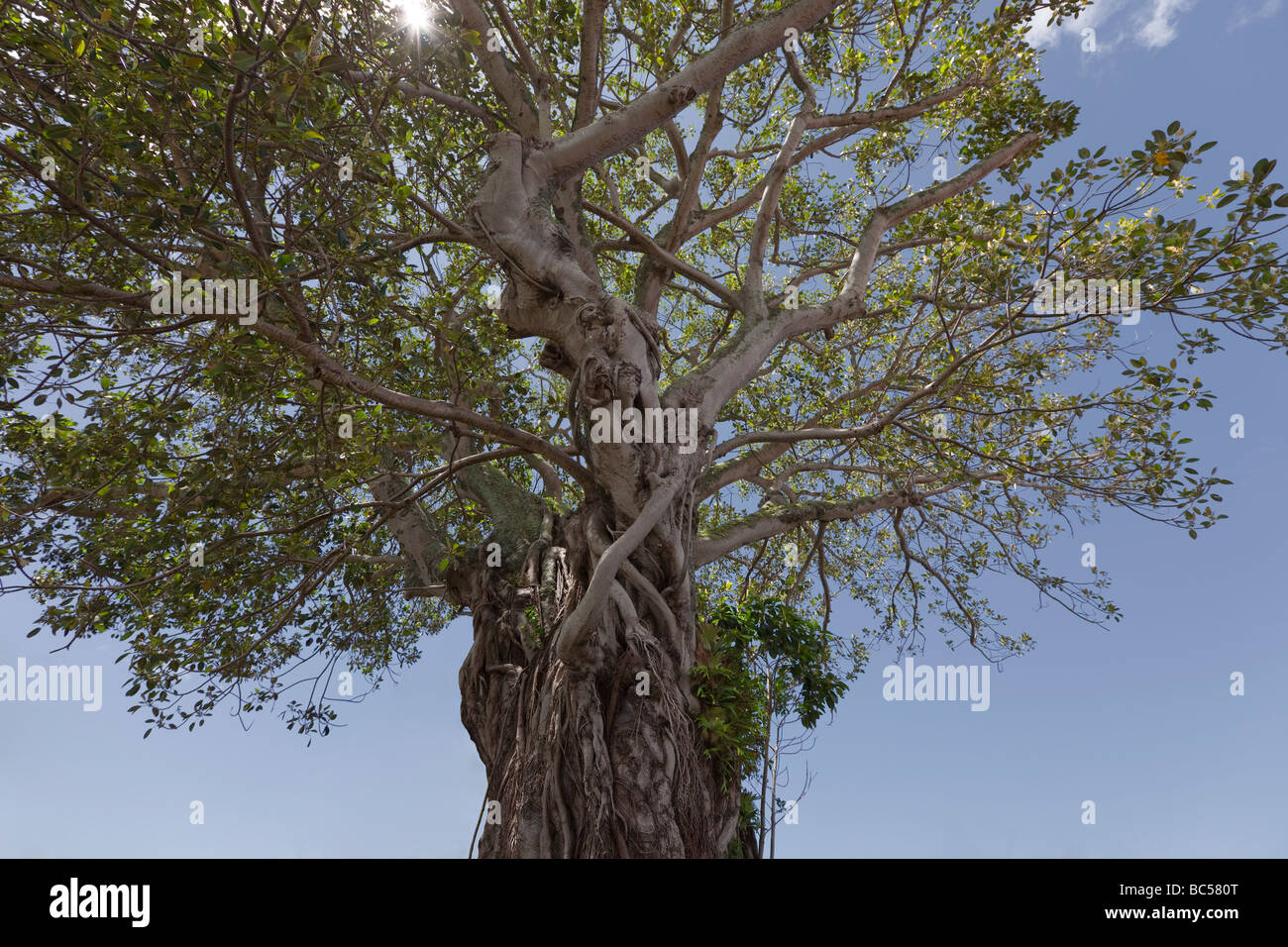 Treetop of Moreton Bay Fig Tree, planted 1870 - Ficus macrophylla in ...