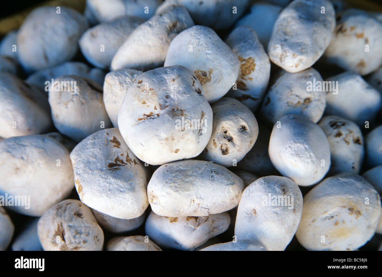 Chunochinapampas hi-res stock photography and images - Alamy