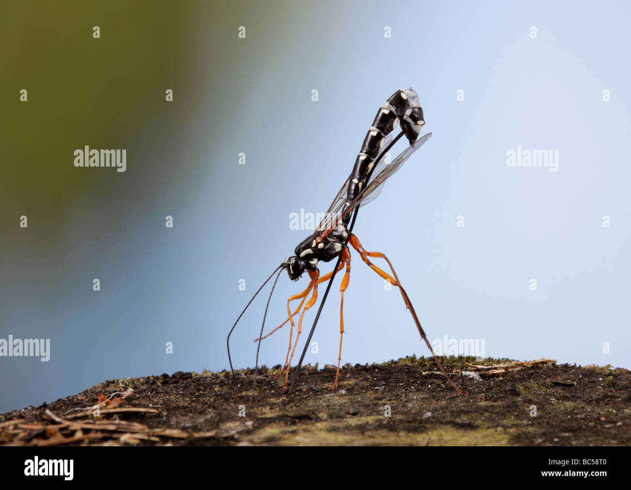 Sabre wasp Rhyssa persuasoria boring through timber to reach wood-wasp ...