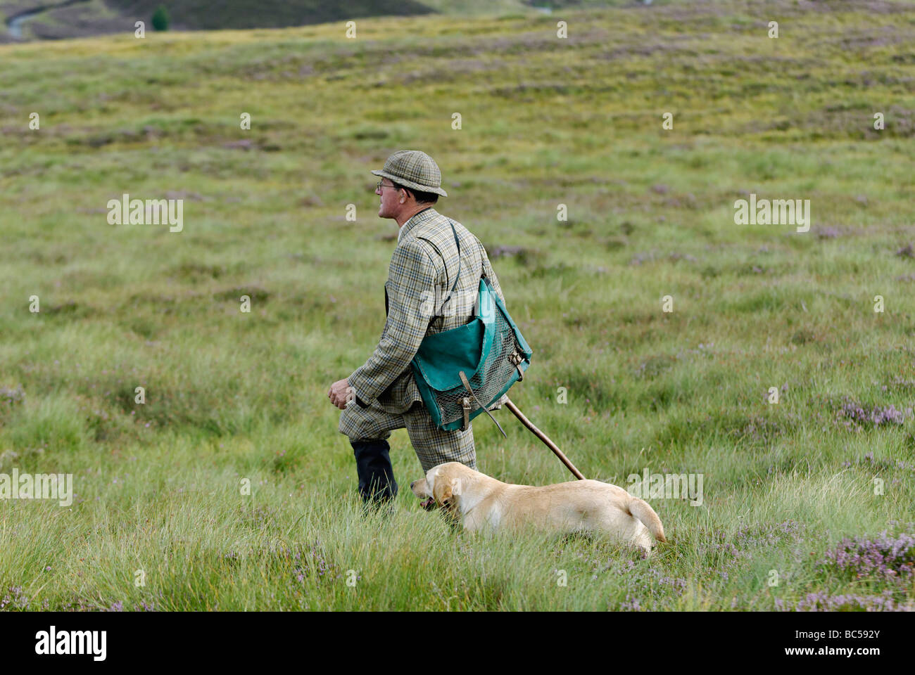 Gamekeeper and Labrador Retriever Walking across Moor in the Highlands ...