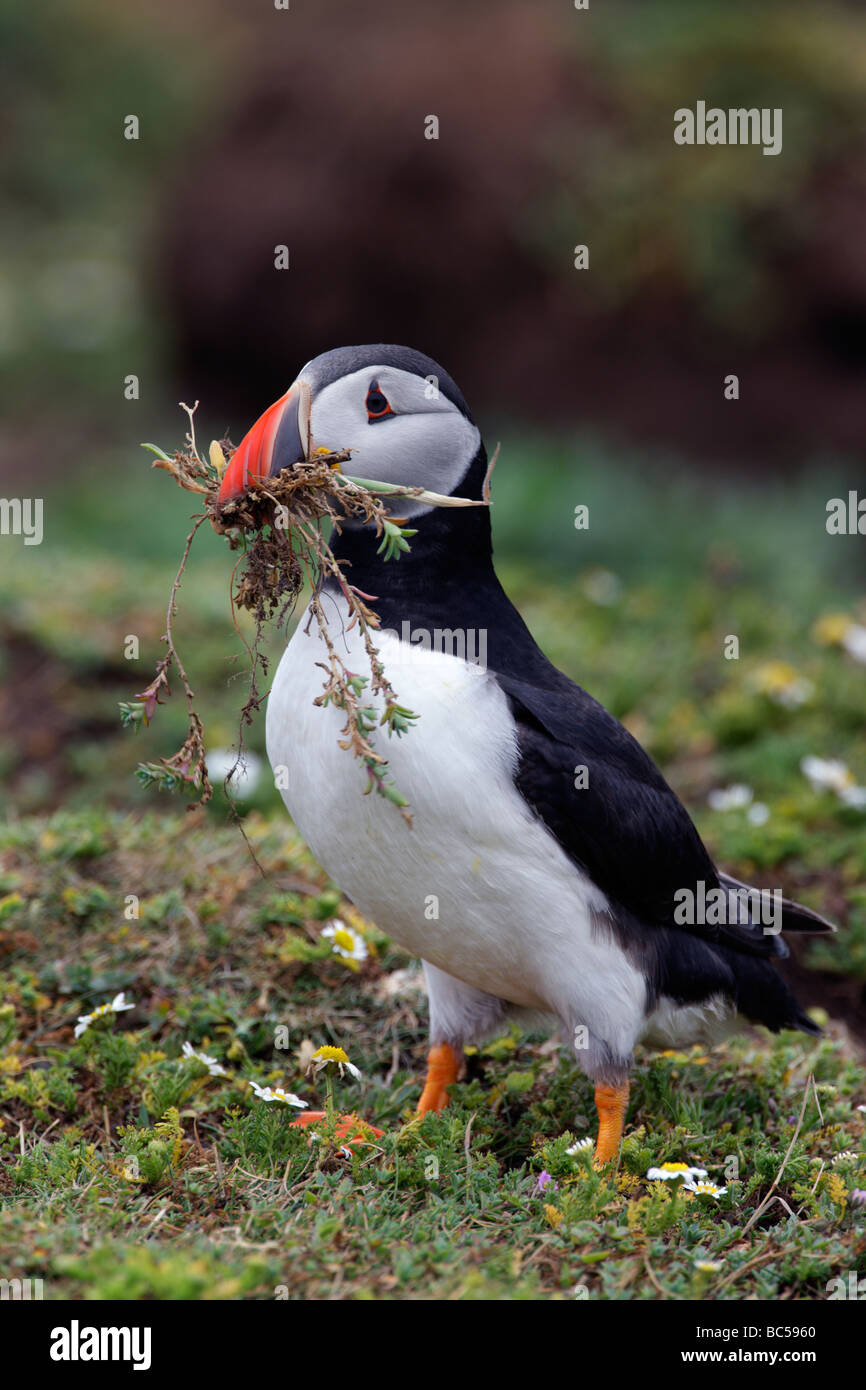 Puffin nest material hi-res stock photography and images - Alamy