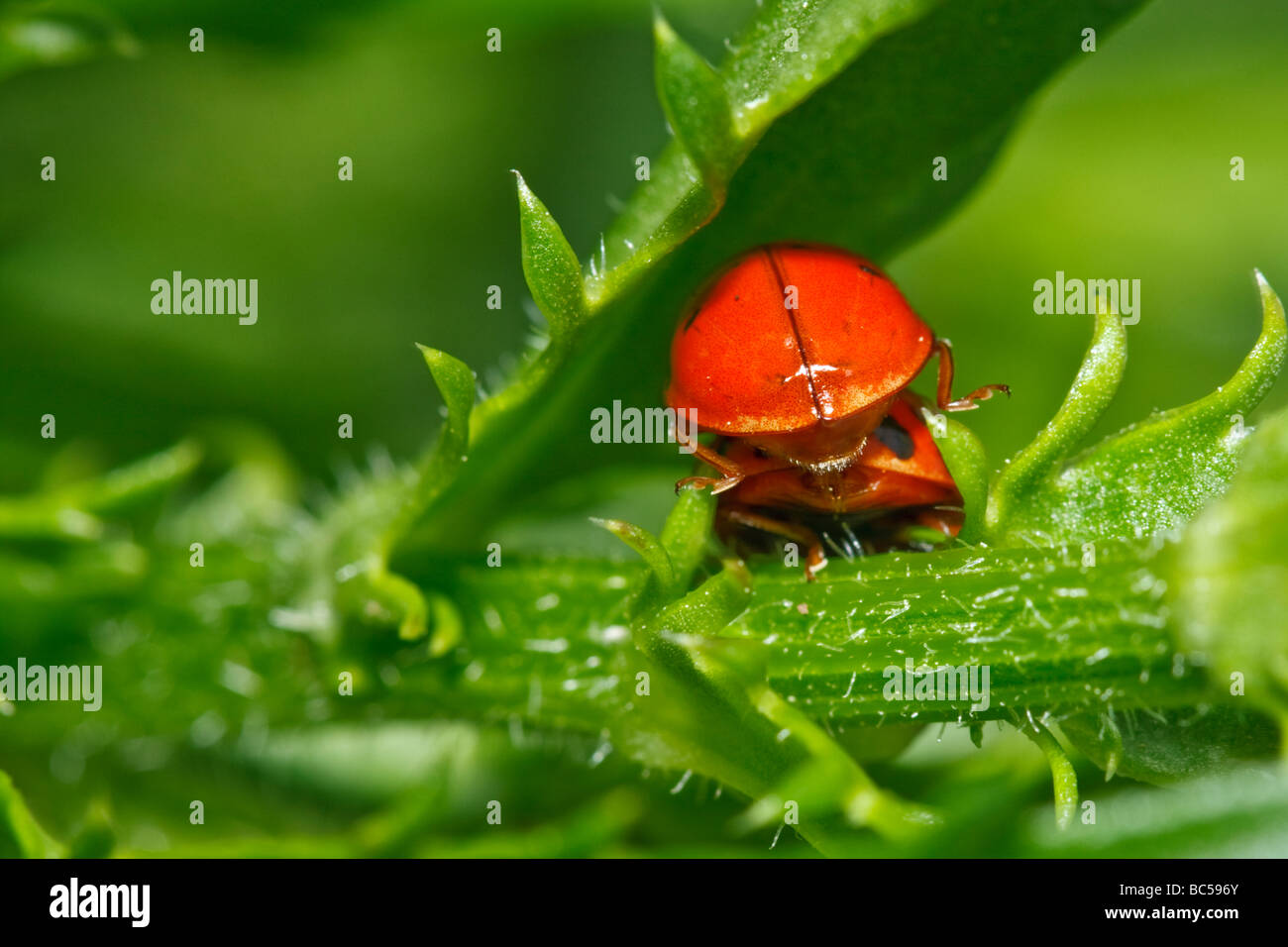 Macro image of mating ladybugs Stock Photo - Alamy