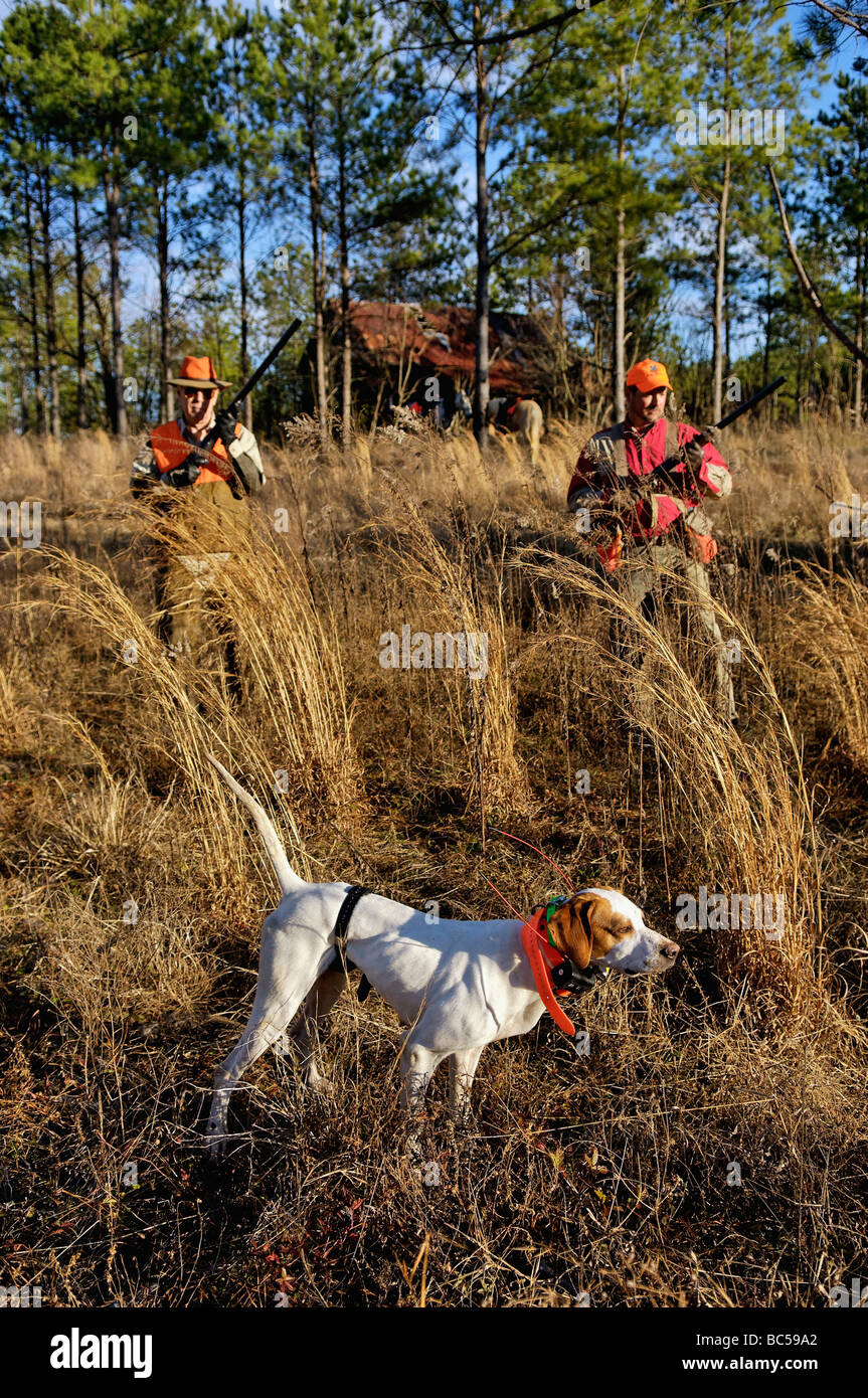 Bobwhite Quail Hunters and English Pointer on Point in the Piney Woods ...