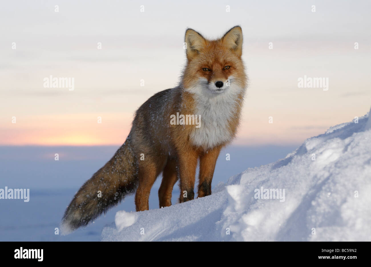 Red fox in the twilight . Arctic, Kolguev Island, Barents Sea, Russia ...