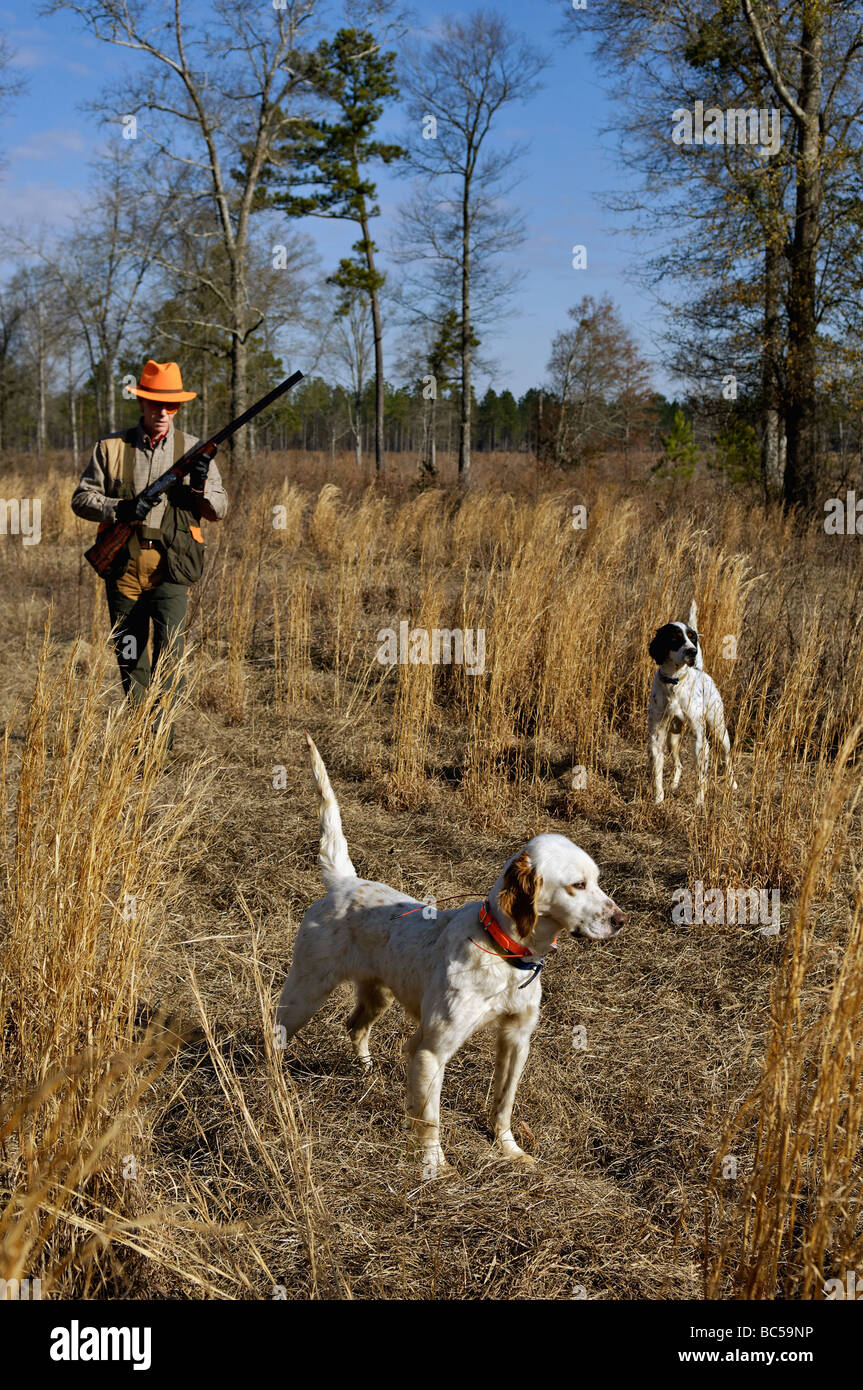 English Setter on Point while another Setter Backs the Point with ...