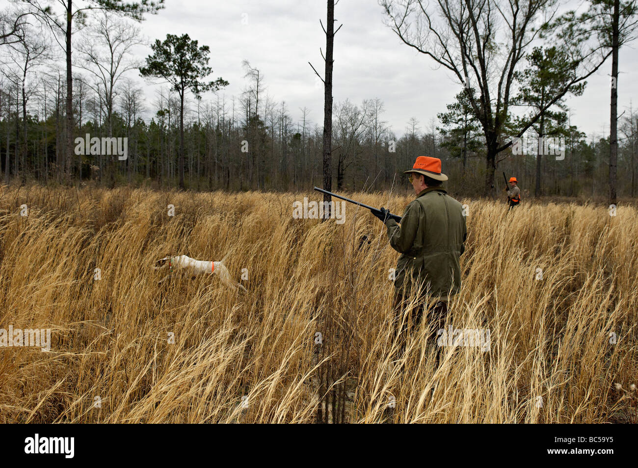 English Pointer Running in Front of Bobwhite Quail Hunters in the Piney ...