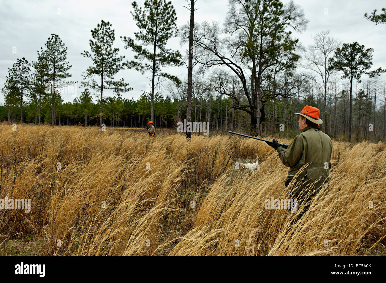 English Pointer on Point and Bobwhite Quail Hunters moving in to Flush ...