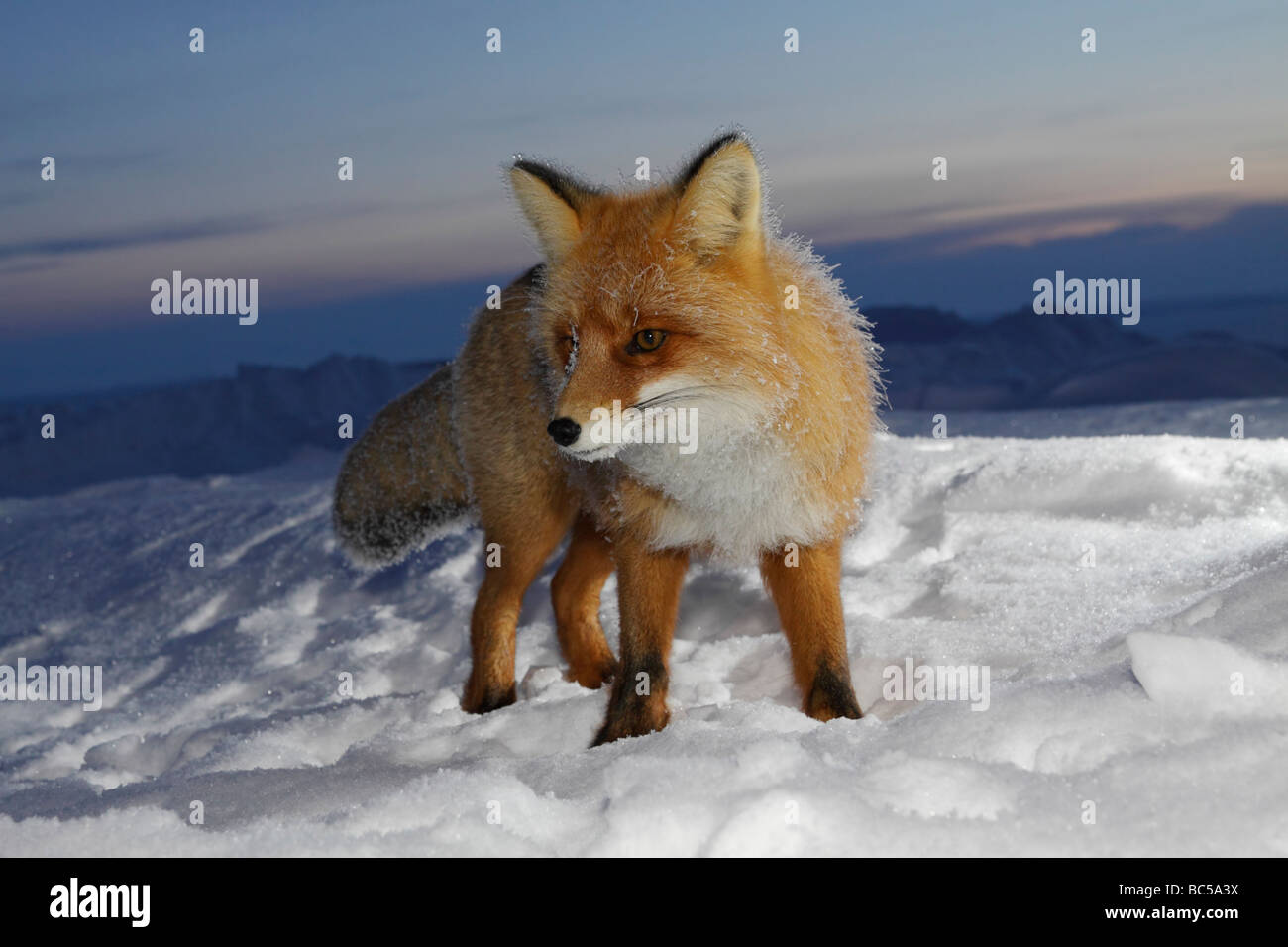 Red fox arctic fox standing hi-res stock photography and images - Alamy