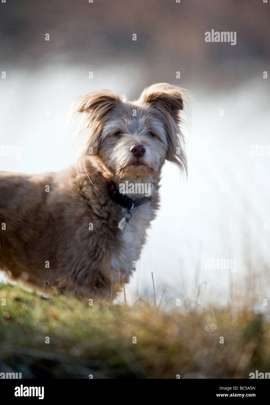 Cute, fluffy, unusual k9 dog in relaxed pose with adorable fluffy ears ...
