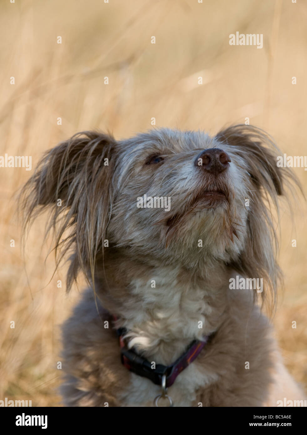 Cute, fluffy, unusual k9 dog in relaxed pose with adorable fluffy ears ...