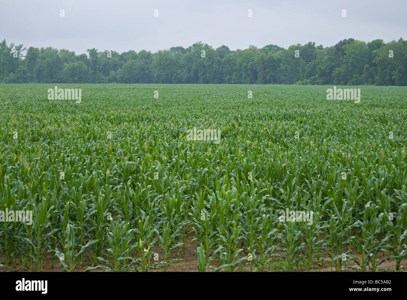 Crop cornfield hi-res stock photography and images - Alamy