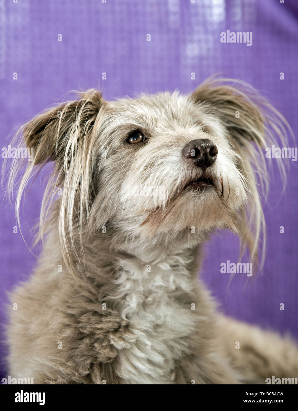 Cute, fluffy, unusual k9 dog in relaxed pose with adorable fluffy ears ...