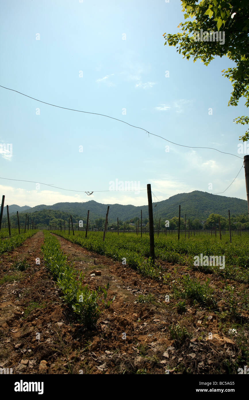 Longjing tea plantation hangzhou hi-res stock photography and images ...