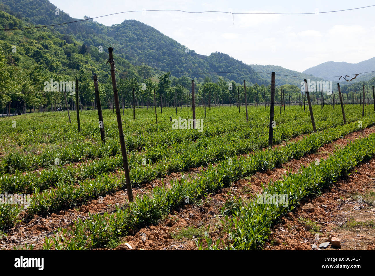 Longjing tea fields hangzhou hi-res stock photography and images - Alamy