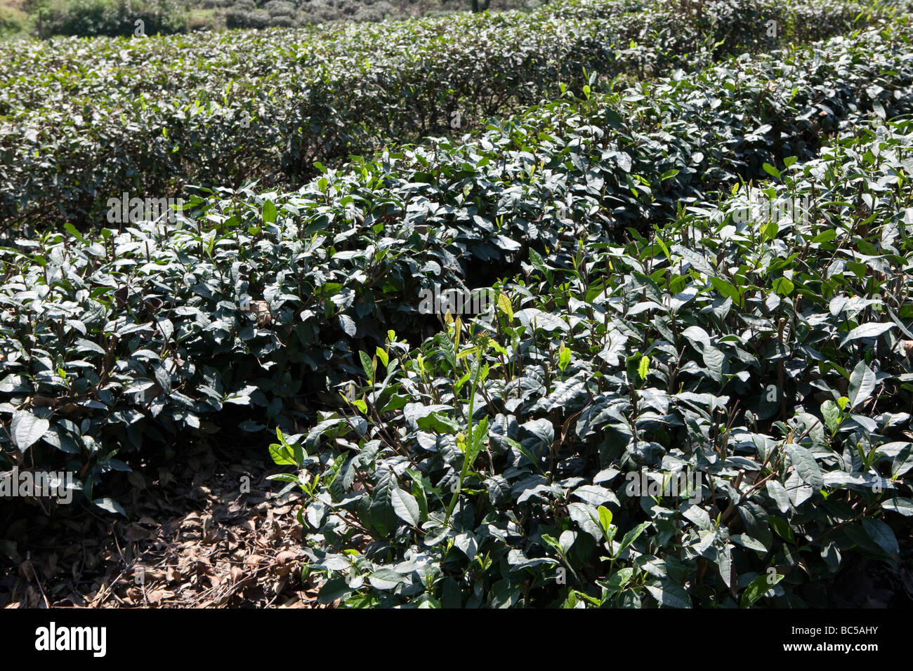 Tea fields are seen in Hangzhou, China Stock Photo - Alamy