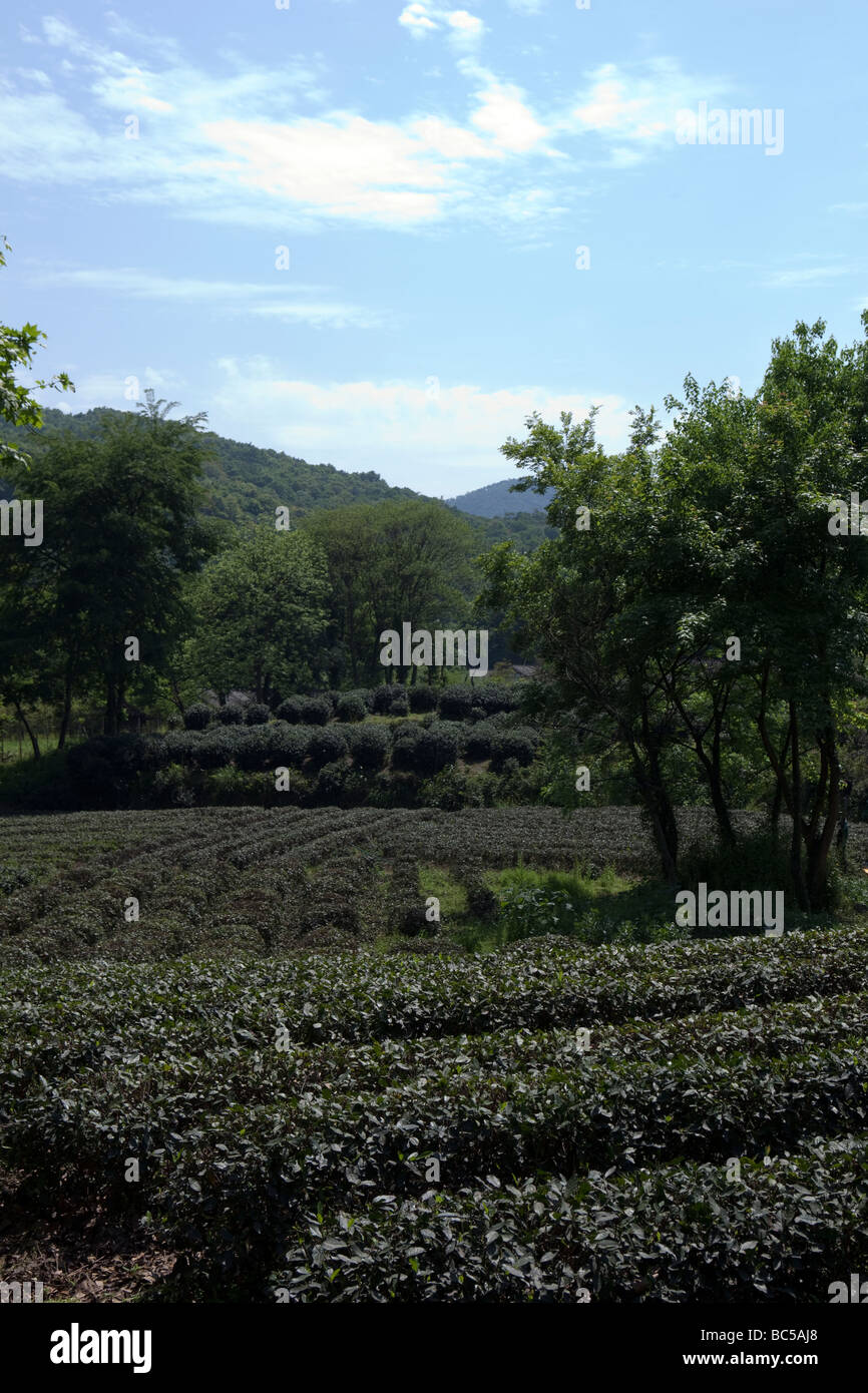 Tea fields are seen in Hangzhou, China Stock Photo - Alamy