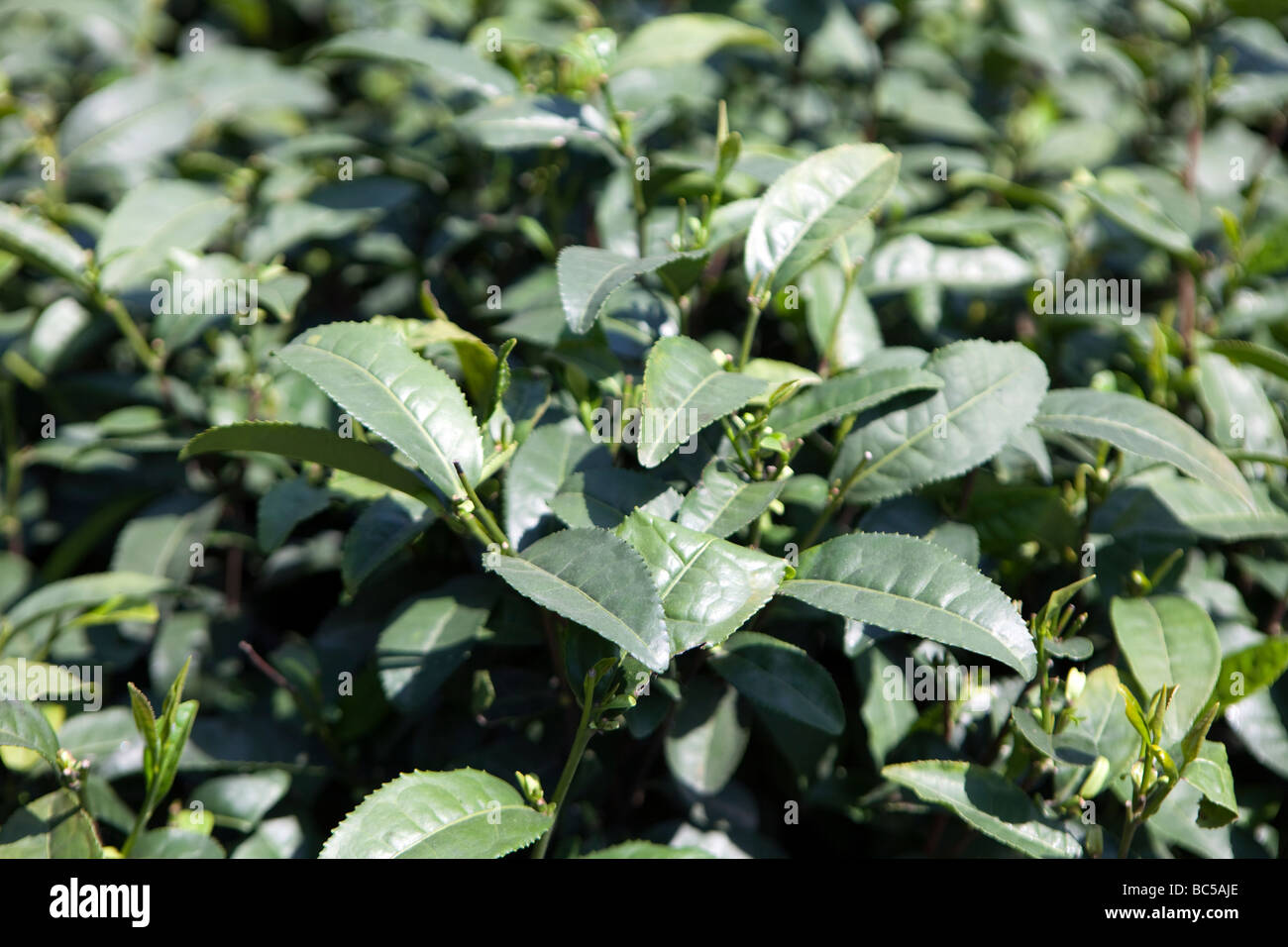 Tea fields are seen in Hangzhou, China Stock Photo - Alamy